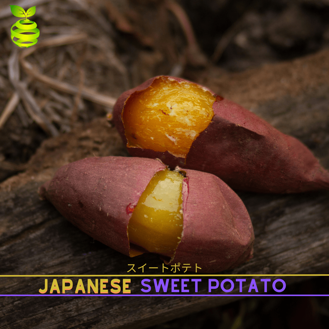 Sweet Potato Japanese Yellow Authentic (500g) ⭐ – Fresh and Green