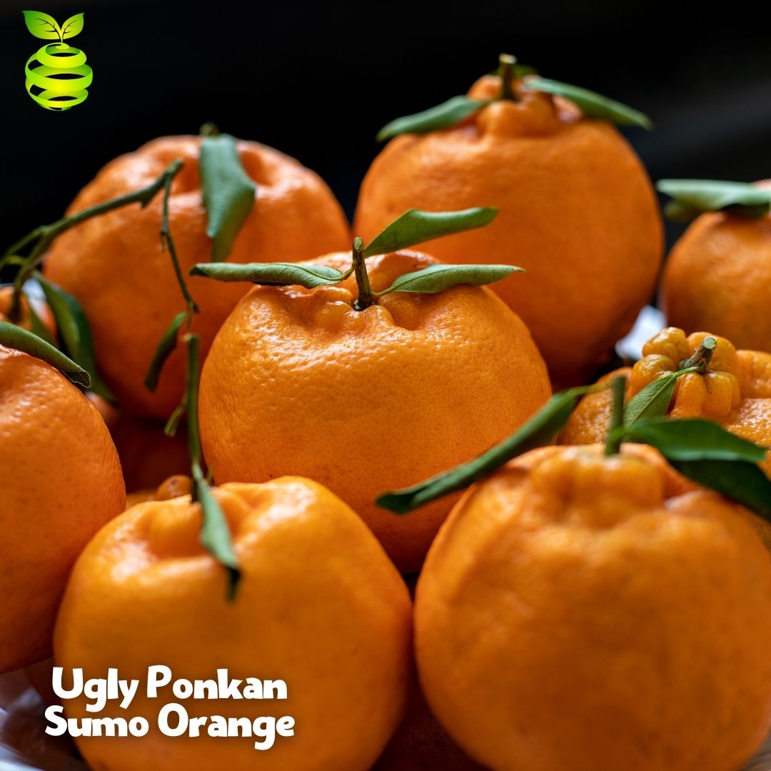 BTB - Ugly Ponkan/Sumo Orange (18-20pcs/box) ⭐ – Fresh and Green