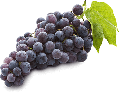 Black Grapes (500g/pack) – Fresh and Green