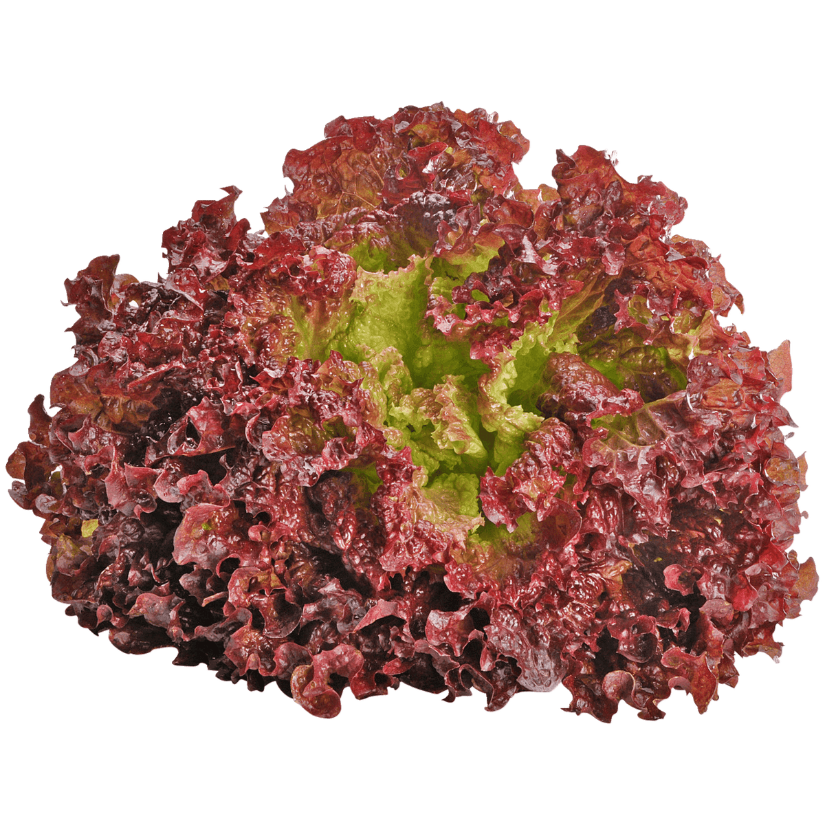 Lollo Rosso Red (250g) – Fresh and Green