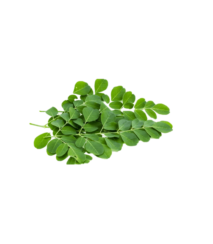 Malunggay (250g) – Fresh and Green