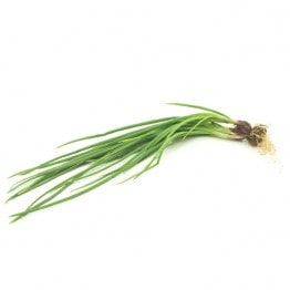 Onion Spring (100g) – Fresh and Green