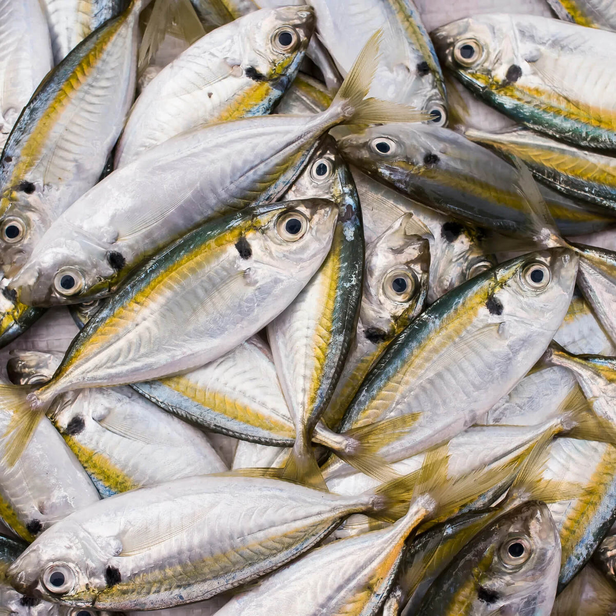 Seafood - Salay Ginto/Yellow Stripe Scad (1kg) – Fresh and Green