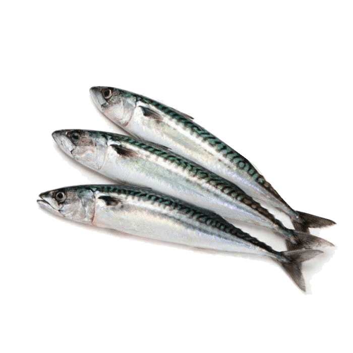 Seafood - Galunggong Male (kg) – Fresh and Green